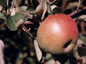 Baldwin apple | Recipes Wiki | Fandom