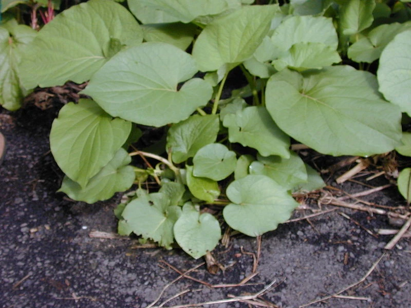 Hoja santa leaf | Recipes Wiki | Fandom