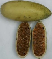 Curuba | Recipes Wiki | Fandom