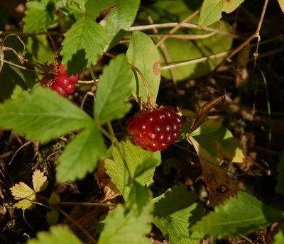 Arctic raspberry | Recipes Wiki | Fandom