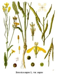 Yau choy | Recipes Wiki | Fandom