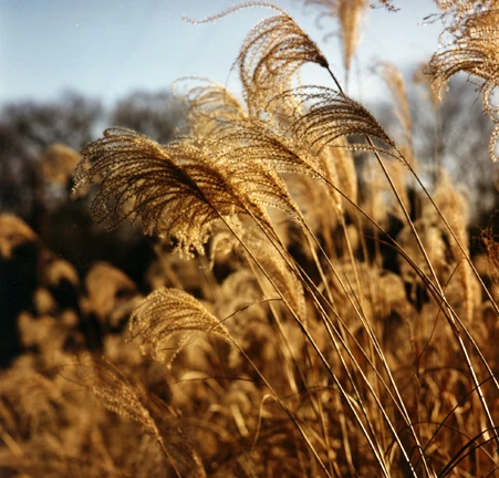 Wheat allergy | Recipes Wiki | Fandom