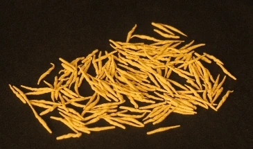 Trofie | Recipes Wiki | Fandom