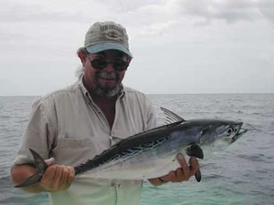 Bonito and skipjack | Recipes Wiki | Fandom