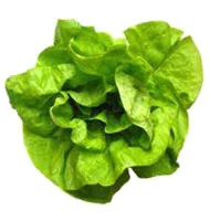 Boston lettuce | Recipes Wiki | Fandom