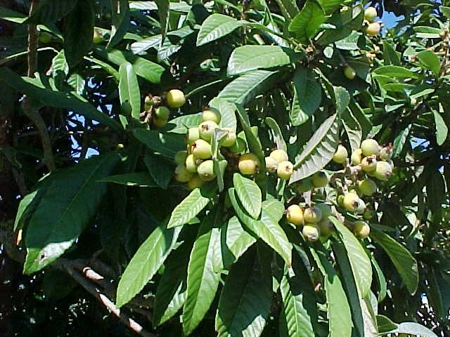Loquat | Recipes Wiki | Fandom