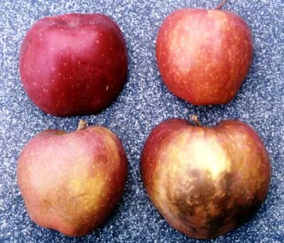 Scald | Recipes Wiki | Fandom