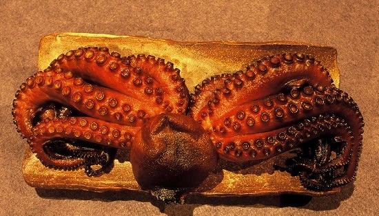 Octopus | Japanese Recipes Wiki | Fandom