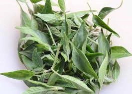 Chile leaf | Recipes Wiki | Fandom