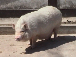 Buta | Recipes Wiki | Fandom