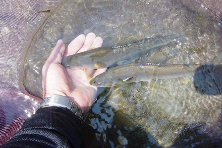 Ayu | Recipes Wiki | Fandom