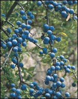 Sloe | Recipes Wiki | Fandom