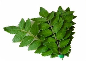 Kinome | Recipes Wiki | Fandom