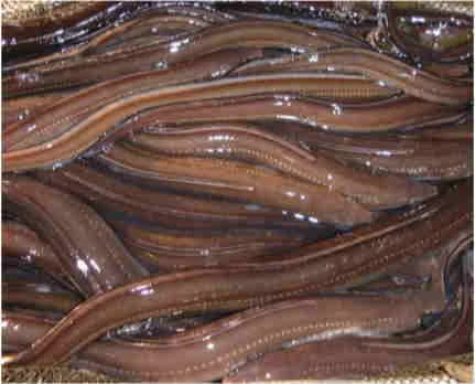 Anago | Recipes Wiki | Fandom