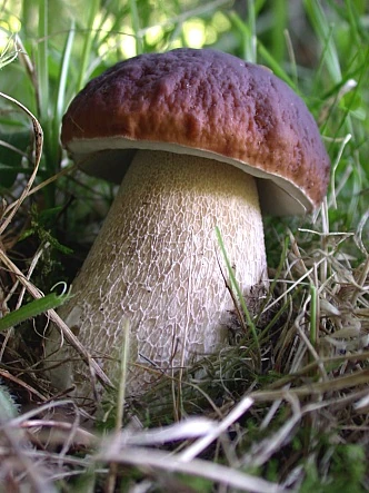 Funghi | Recipes Wiki | Fandom