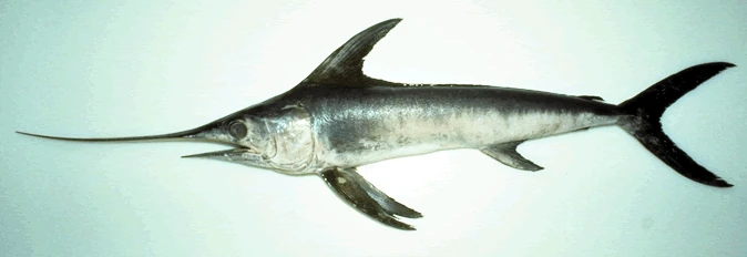 Shutome | Recipes Wiki | Fandom