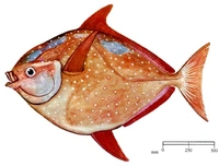 Opah | Recipes Wiki | Fandom