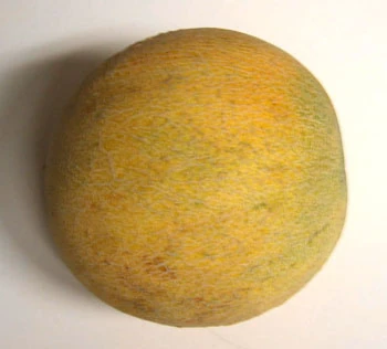 Ambrosia melon | Recipes Wiki | Fandom