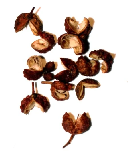 Sansho | Recipes Wiki | Fandom