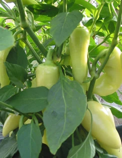 Santa Fe Grande chile | Recipes Wiki | Fandom