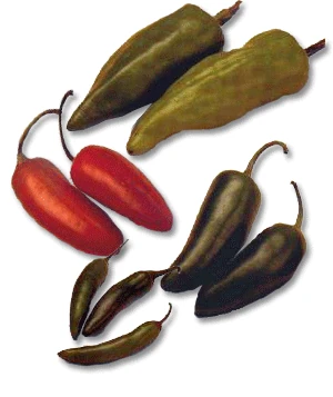 California chile | Recipes Wiki | Fandom