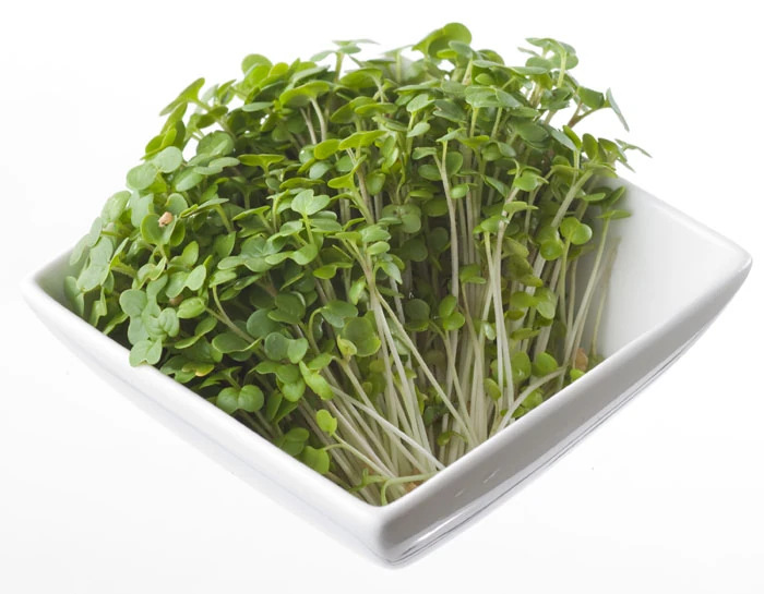 Mustard cress | Recipes Wiki | Fandom