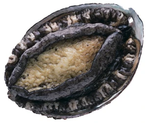 Abalone | Japanese Recipes Wiki | Fandom