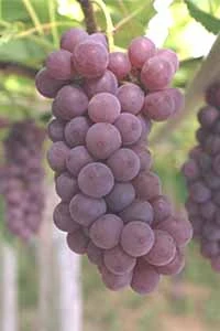 Delaware grape | Recipes Wiki | Fandom