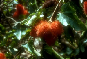 Urucu | Recipes Wiki | Fandom