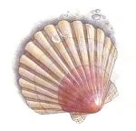 Coquille | Recipes Wiki | Fandom