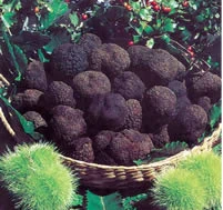 Truffle | Recipes Wiki | Fandom