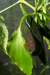 Chilaca | Recipes Wiki | Fandom