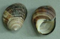 Periwinkle | Recipes Wiki | Fandom