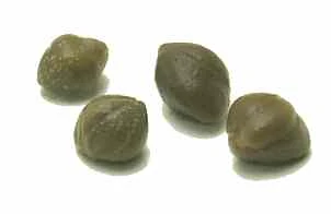 Capers | Recipes Wiki | Fandom