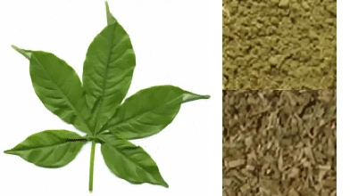 Baobab leaf | Recipes Wiki | Fandom