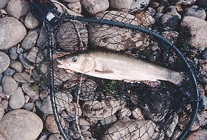 Trash fish | Recipes Wiki | Fandom