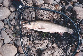 Trash fish | Recipes Wiki | Fandom