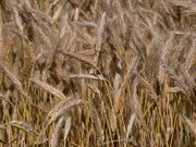 Triticale | Recipes Wiki | Fandom