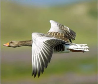 Gans | Recipes Wiki | Fandom