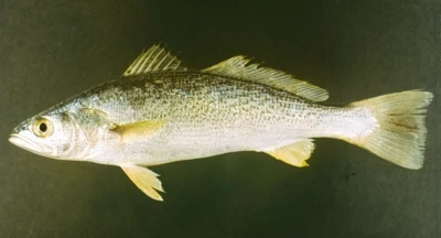 Weakfish | Recipes Wiki | Fandom