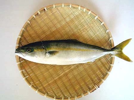 Yellowtail | Japanese Recipes Wiki | Fandom