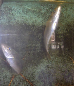 Pollack | Recipes Wiki | Fandom