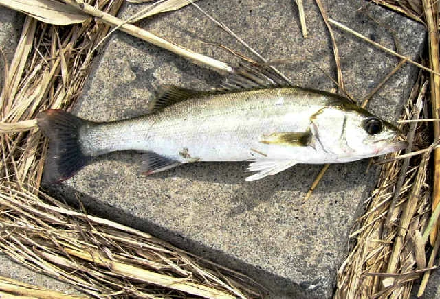 Seigo | Recipes Wiki | Fandom