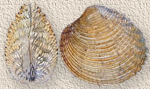 Praire clam | Recipes Wiki | Fandom