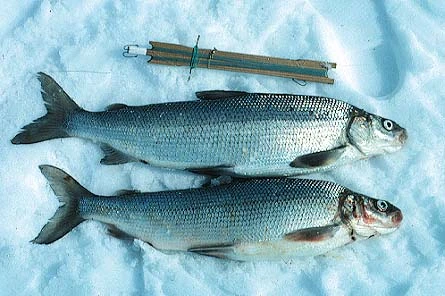 Whitefish | Recipes Wiki | Fandom