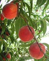 Clingstone | Recipes Wiki | Fandom