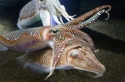Cuttlefish | Recipes Wiki | Fandom
