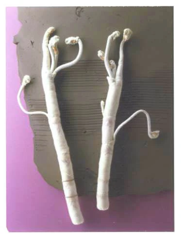 Udo | Recipes Wiki | Fandom