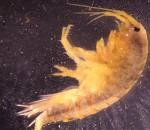 Shrimp | Recipes Wiki | Fandom