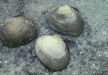 Butter clam | Recipes Wiki | Fandom